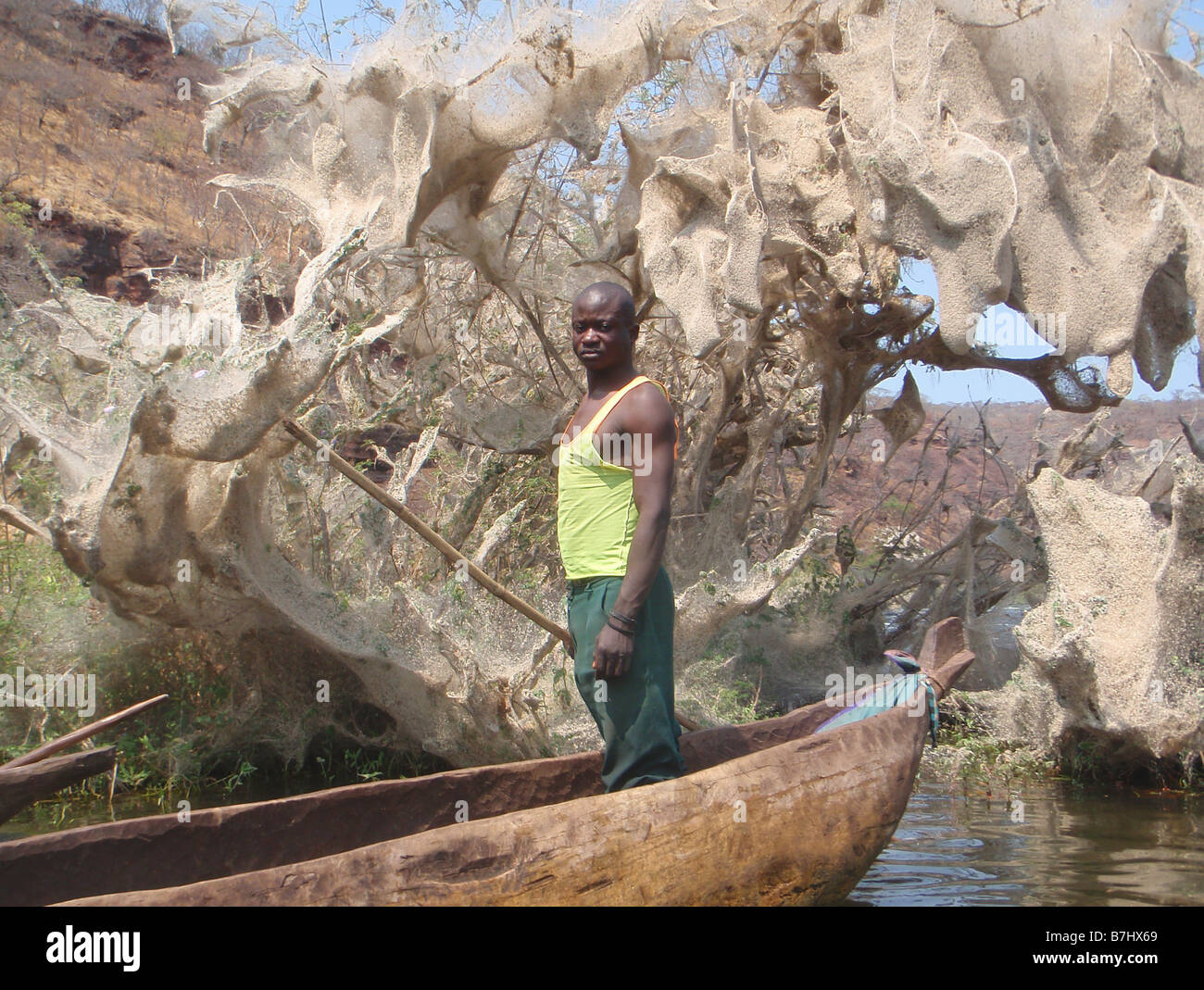Luvua river fisherman in dugout canoe near tree covered with spiders ...