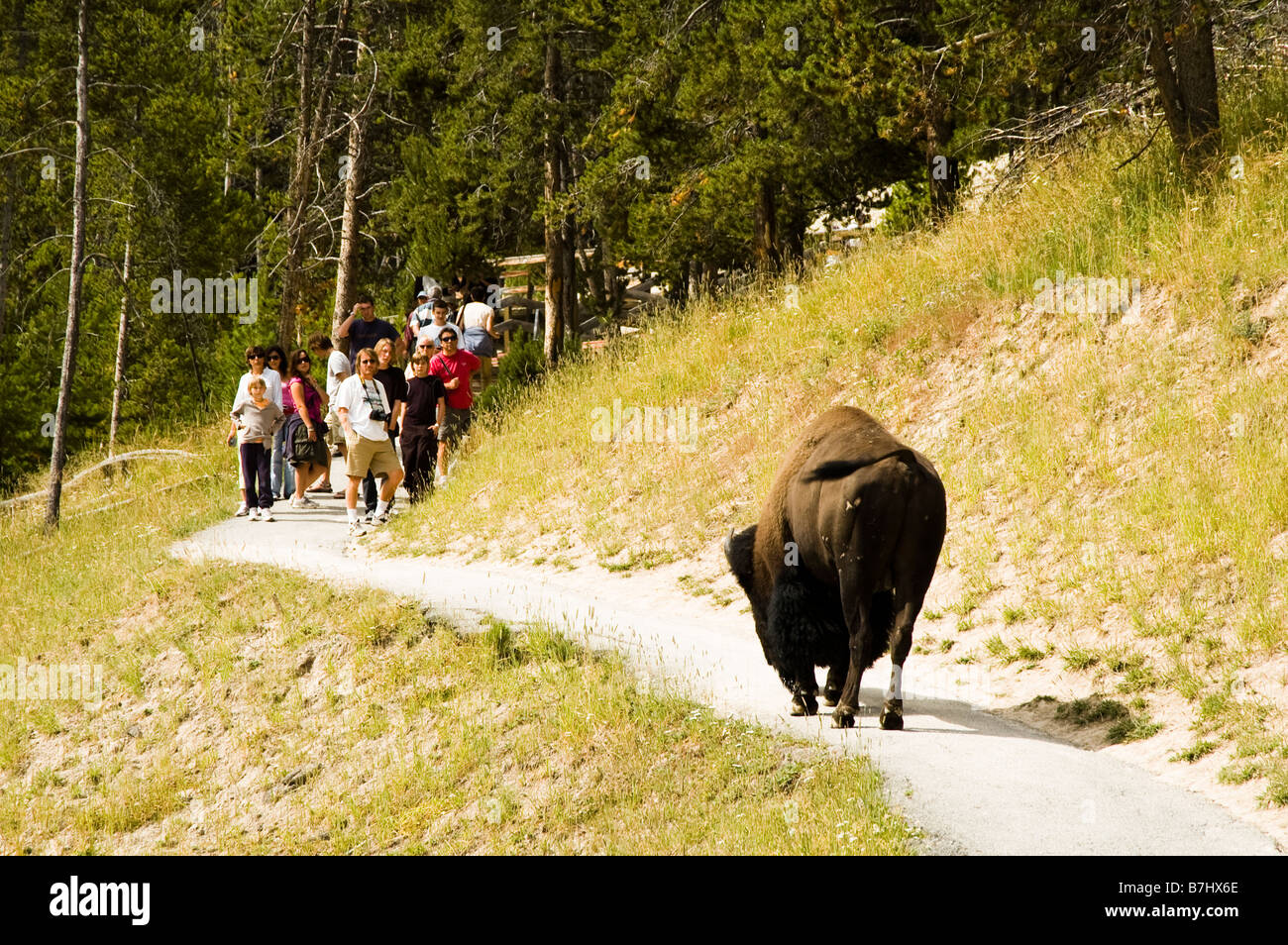 tourists watching the buffalo along Mud Volcano trail in Yellowstone ...