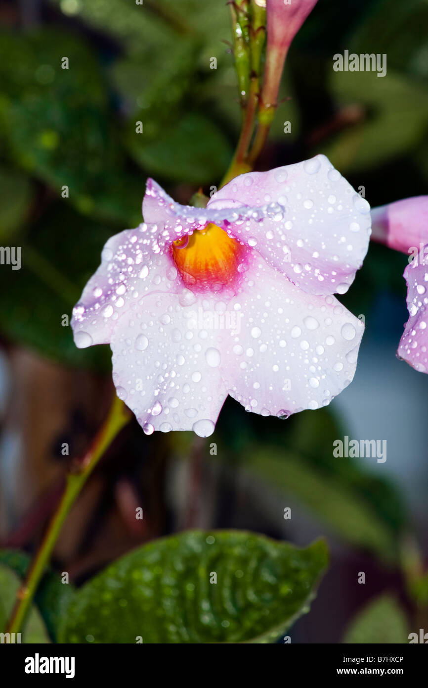 Chile jasmine hi-res stock photography and images - Alamy
