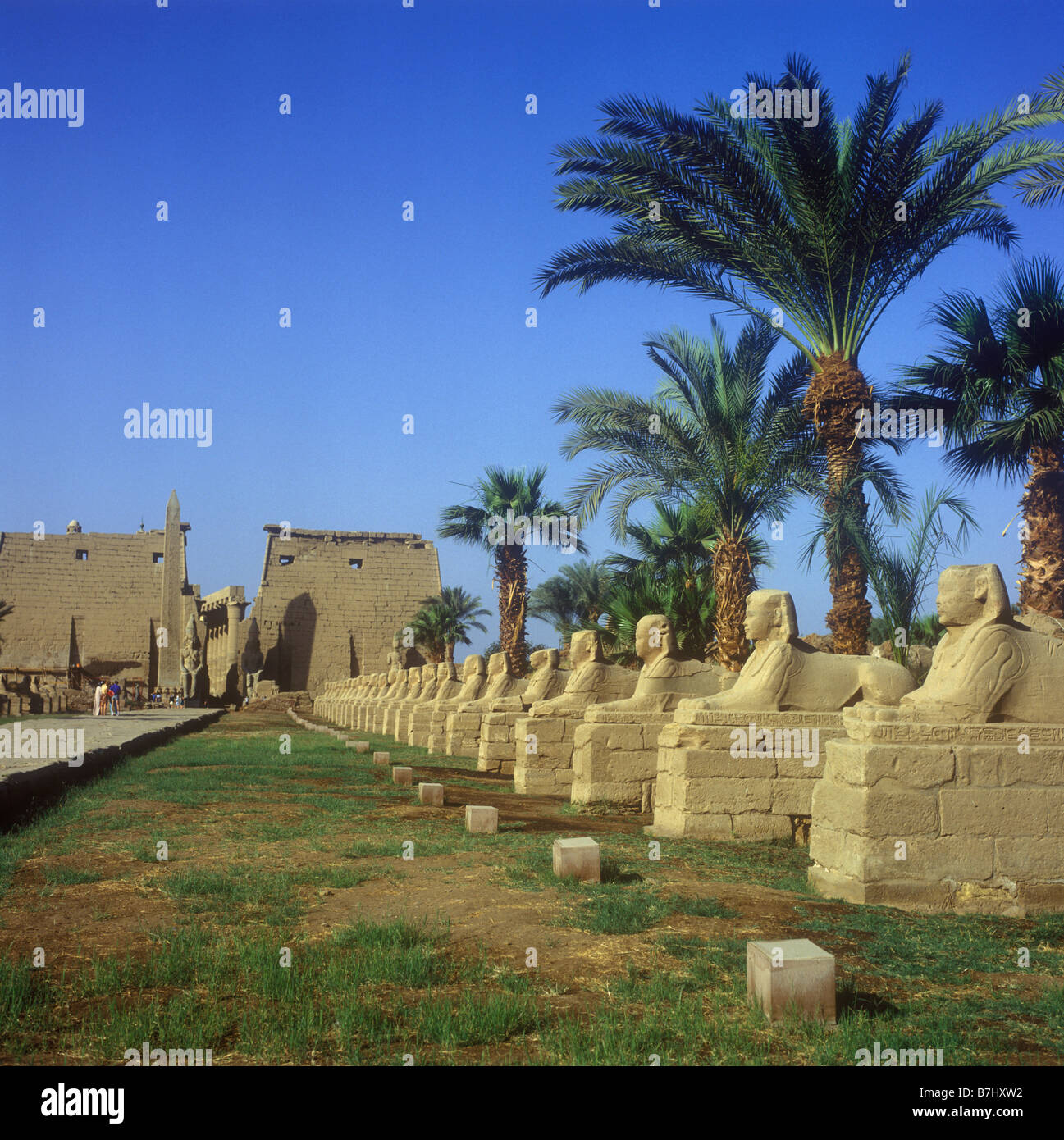 Sphinx's line the road leading to the Temple of Luxor, a large ancient ...
