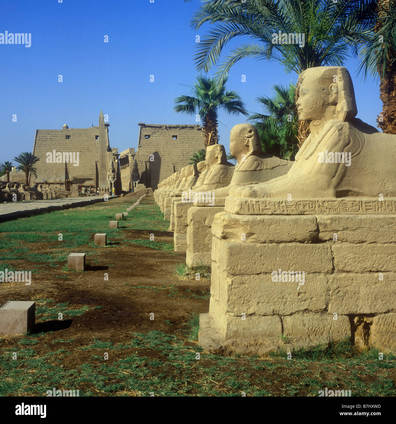 Sphinx's line the road leading to the Temple of Luxor, a large ancient ...