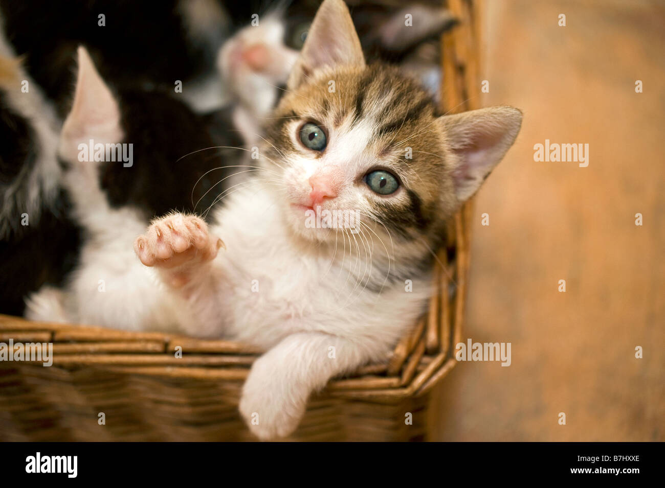 Seven baskets hi-res stock photography and images - Alamy