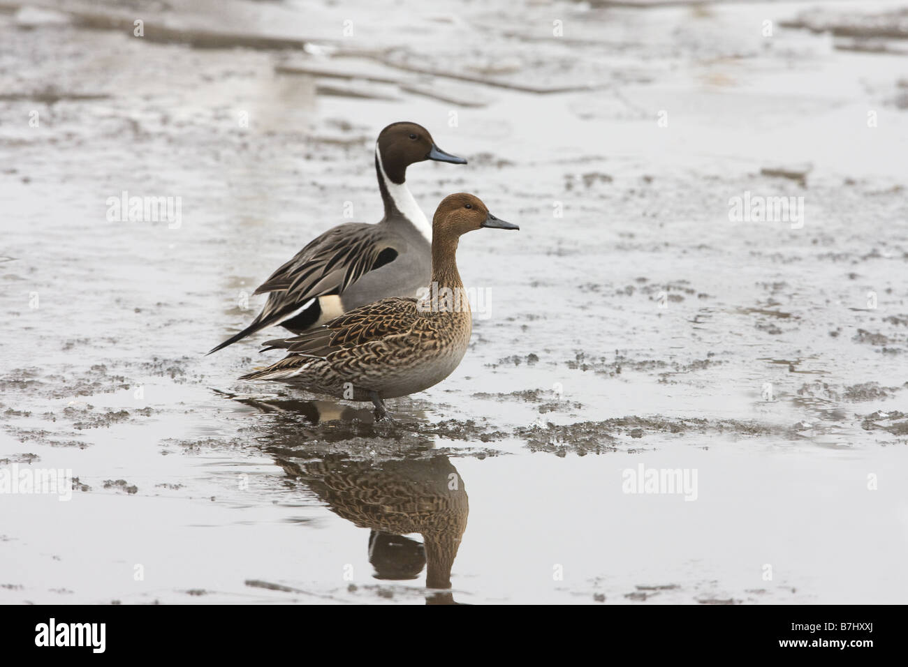 Northern pintail duck drake standing hi-res stock photography and ...