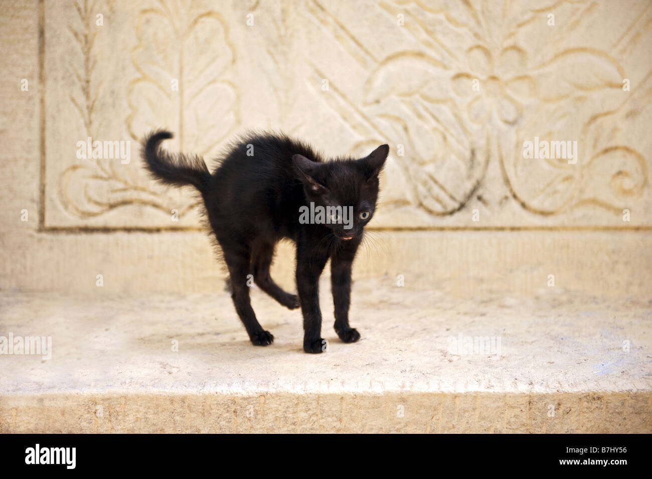 Humping hi-res stock photography and images - Alamy