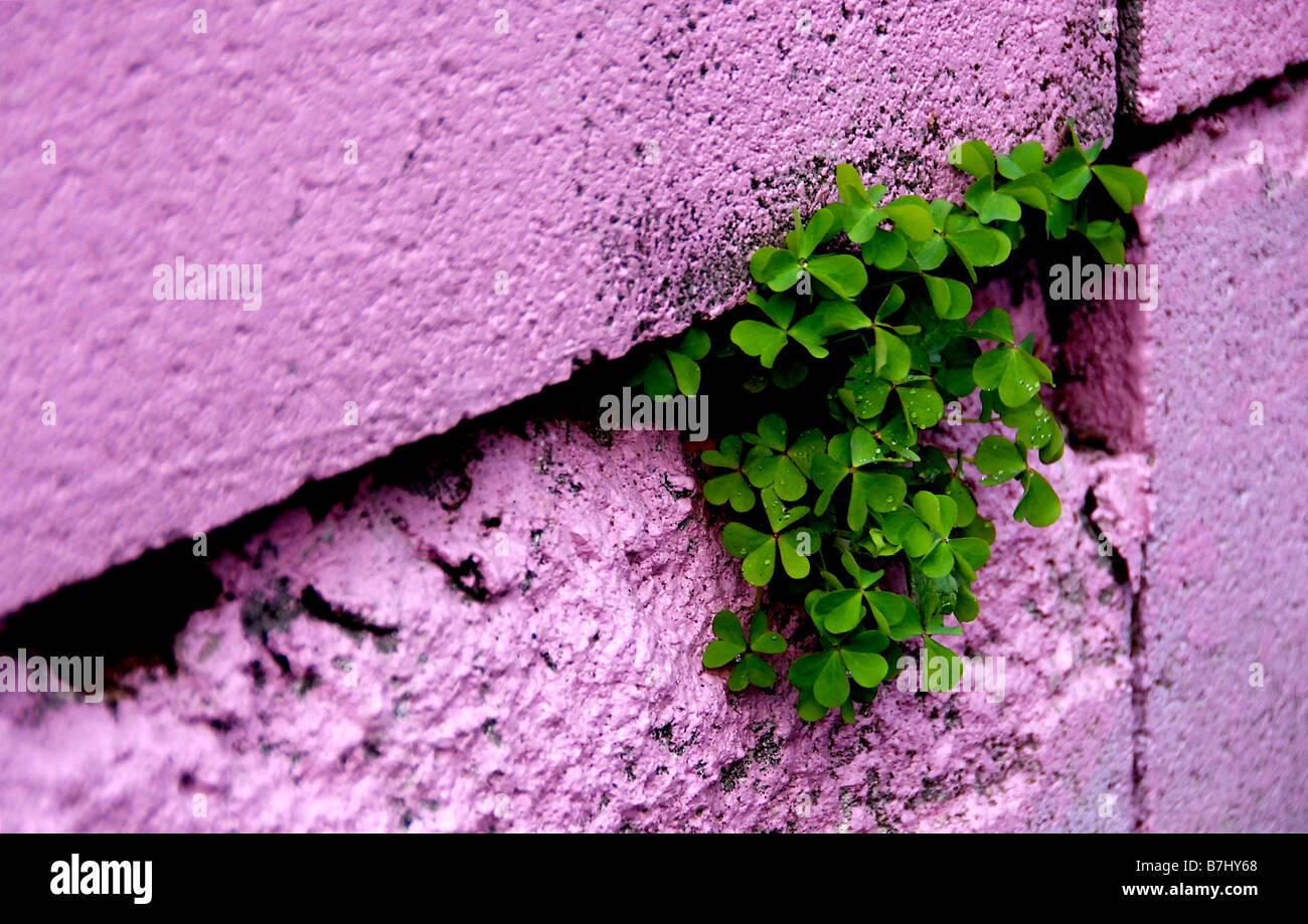 Thriving clover hi-res stock photography and images - Alamy