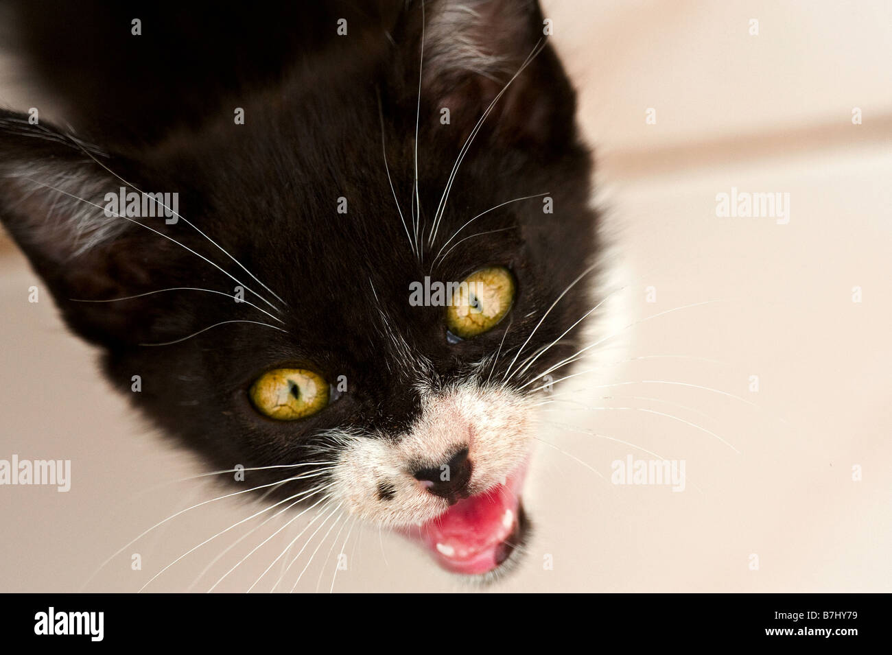 Miaowing hi-res stock photography and images - Alamy