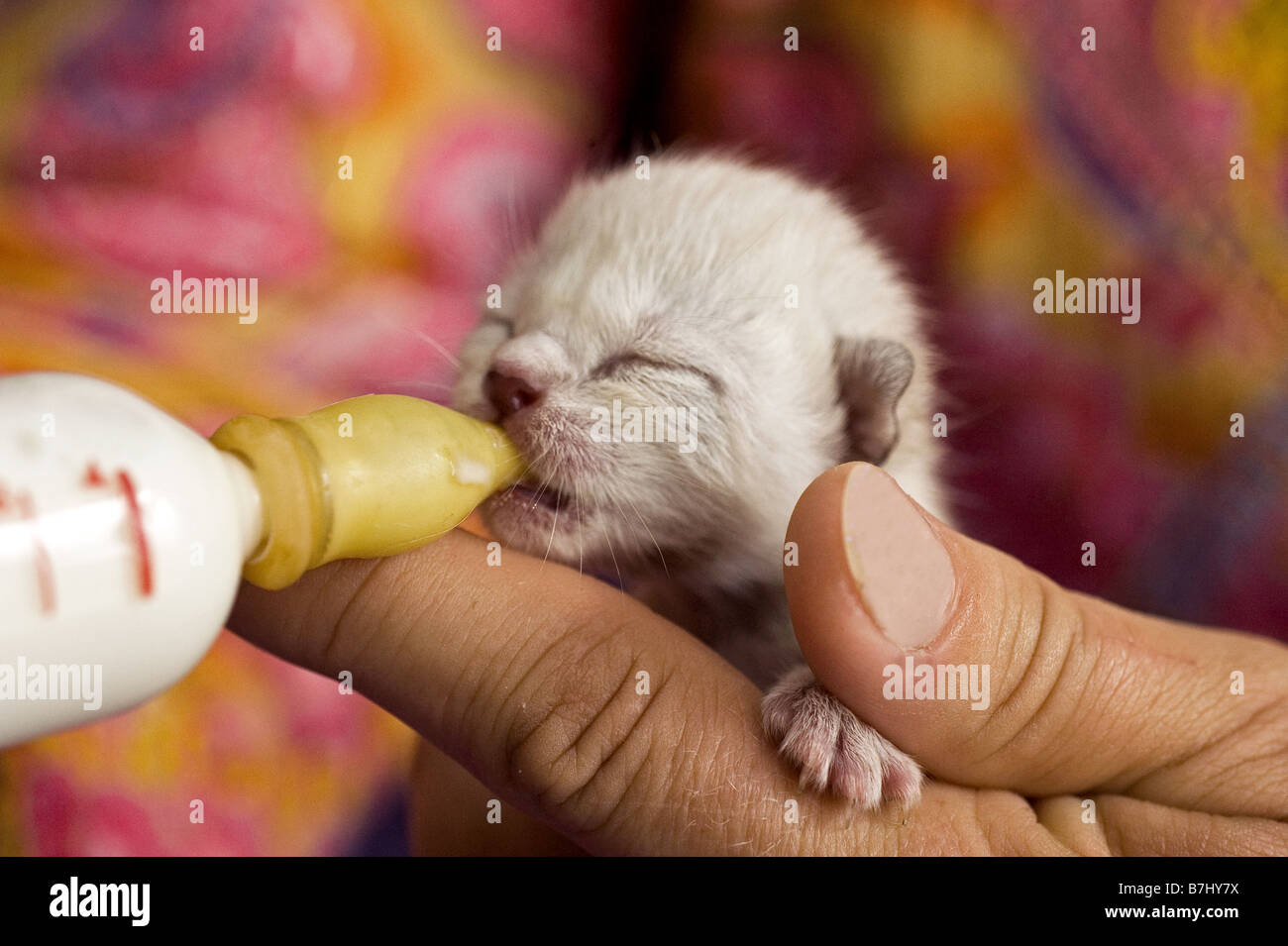 young cat getting food Stock Photo - Alamy