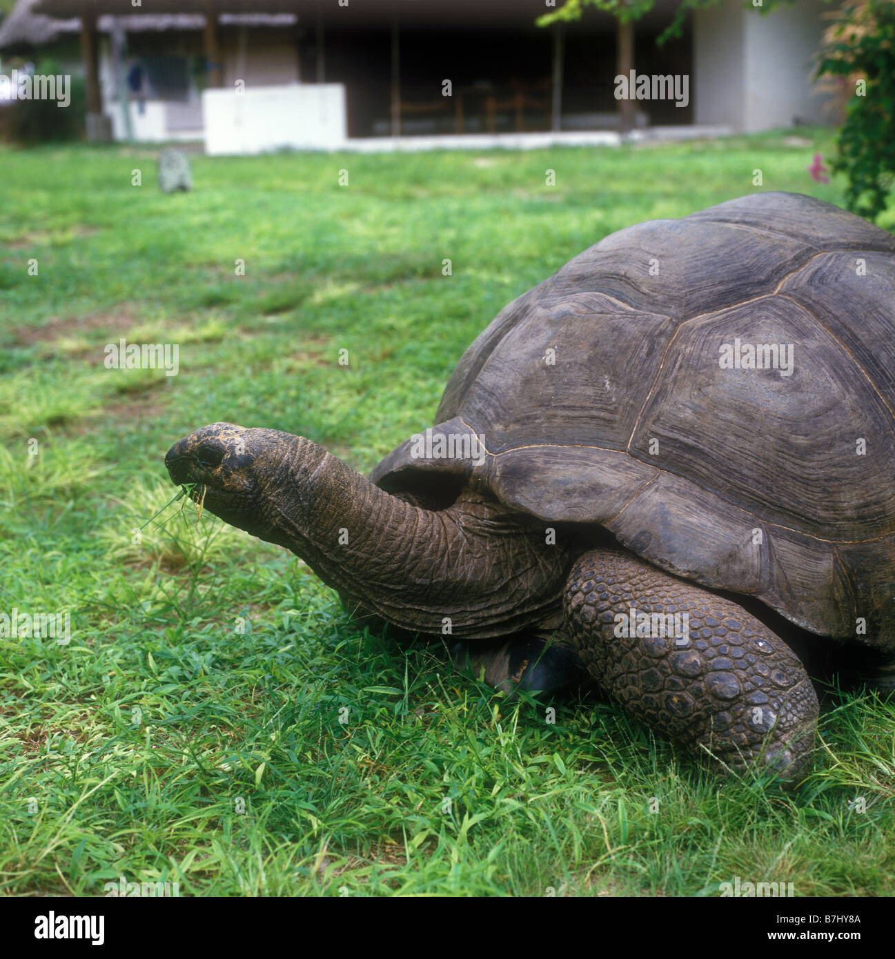 A giant Tortoise on Bird Island the northernmost island of the ...