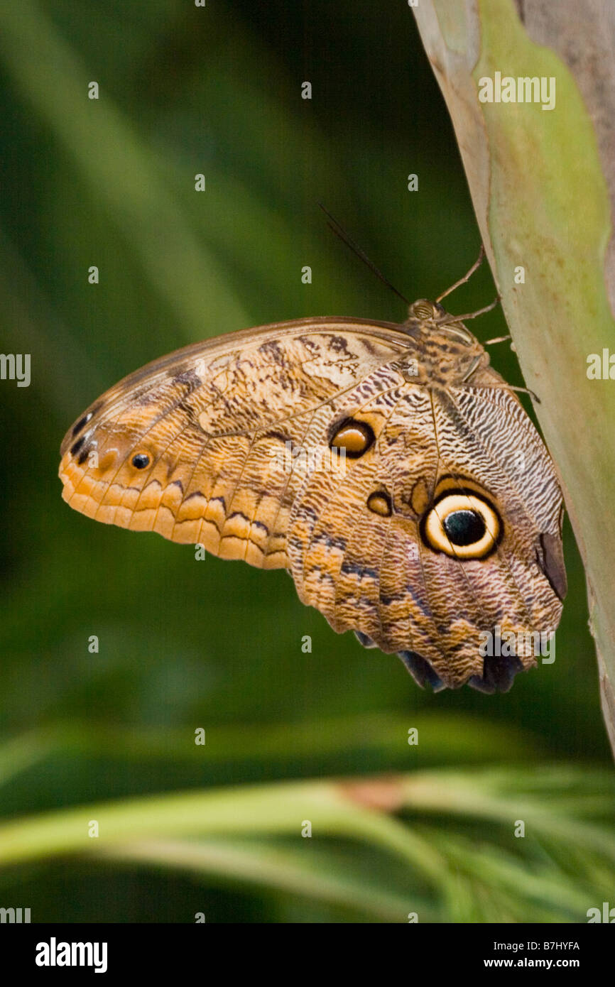 Owl butterflies caligo rest hi-res stock photography and images - Alamy