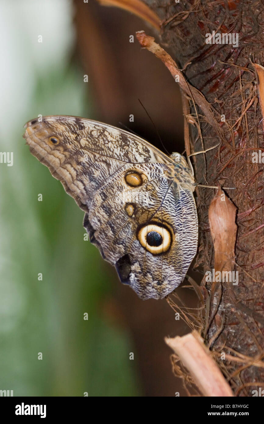 Owl butterfly (Caligo idomeneus) resting on trunk, Niagara Butterfly ...