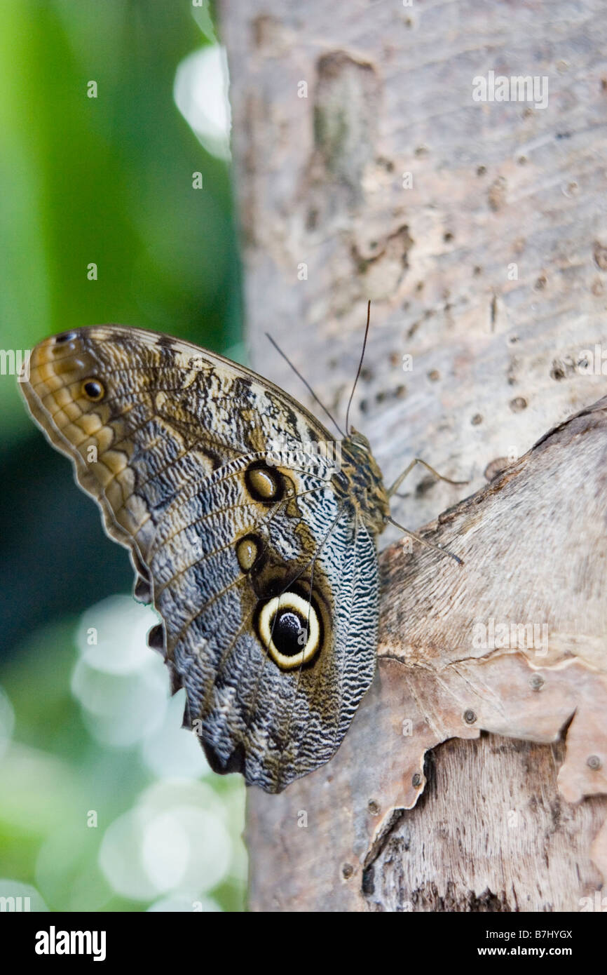 Owl butterfly (Caligo idomeneus) resting on trunk, Niagara Butterfly ...