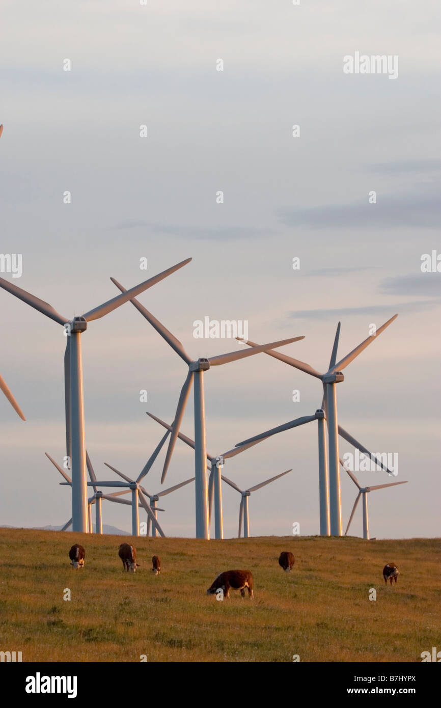 Windmills used to generate electrical power at Cowley Ridge in southern ...