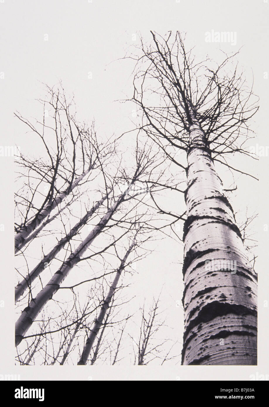 Stand of poplar trees next to the highway 1, Banff National Park ...
