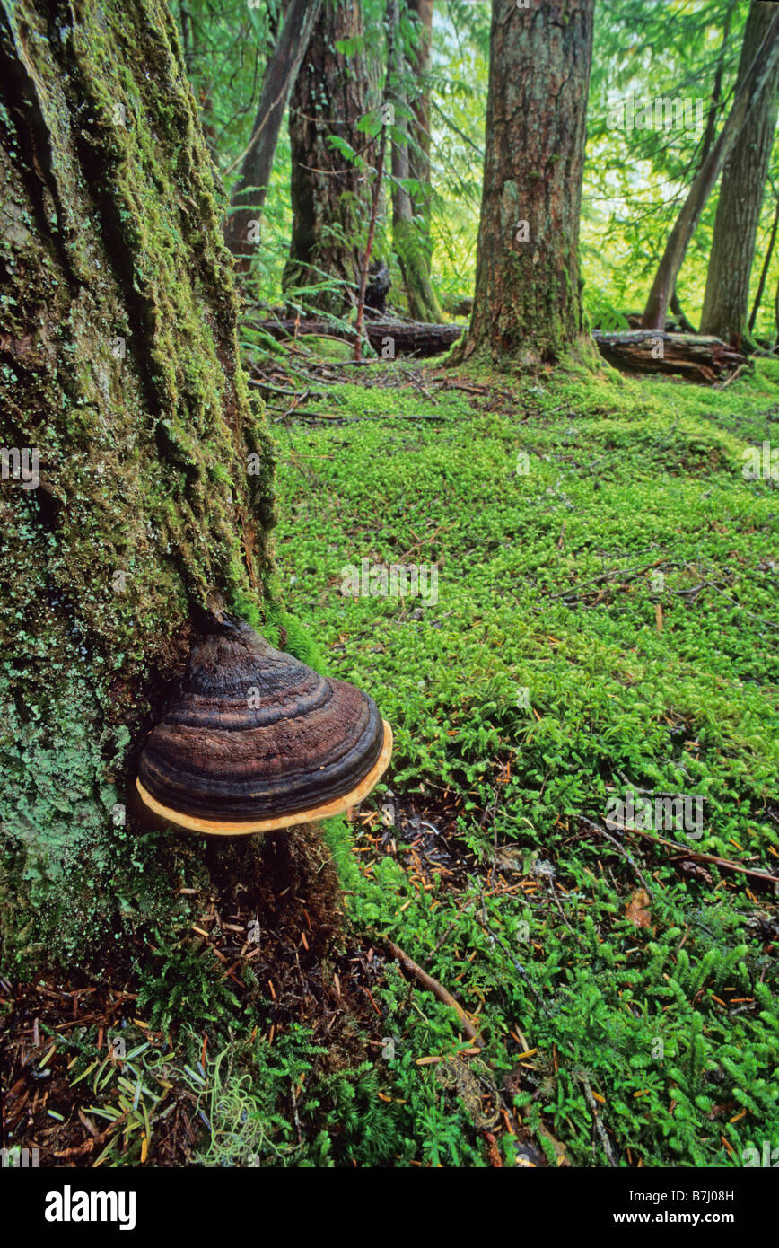 Fungus grows on the side of fir tree, mossy forest floor, Whistler, B.C ...