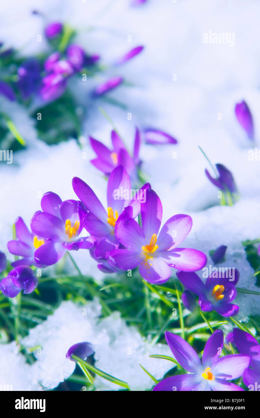 Crocuses Emerging Through Snow, West Vancouver, B.C Stock Photo - Alamy
