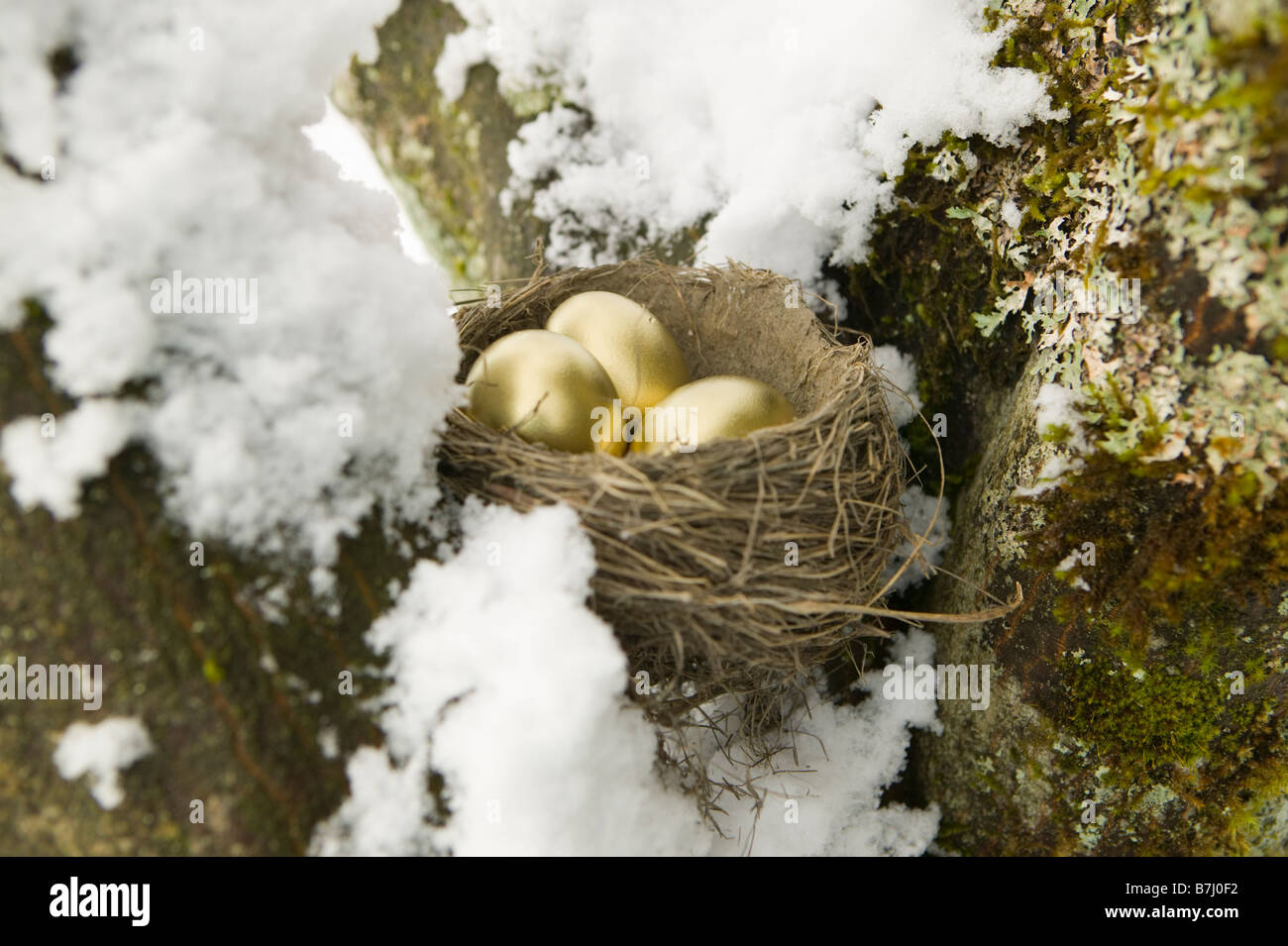 Golden Eggs and Nest in a Maple Tree With Snow Stock Photo - Alamy