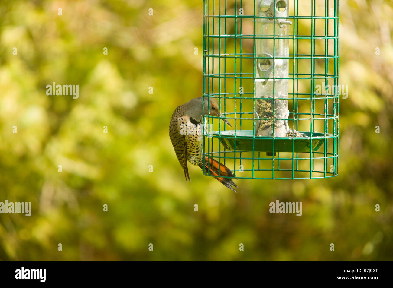 Flicker Sneaking Food from a Birdfeeder, West Vancouver, B.C Stock ...
