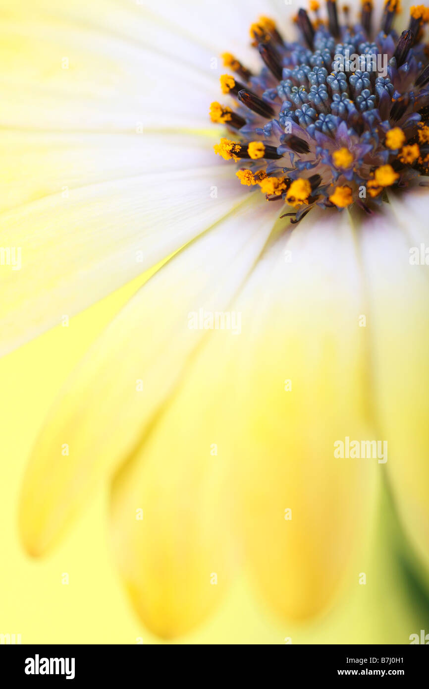 Pale yellow stigma hi-res stock photography and images - Alamy