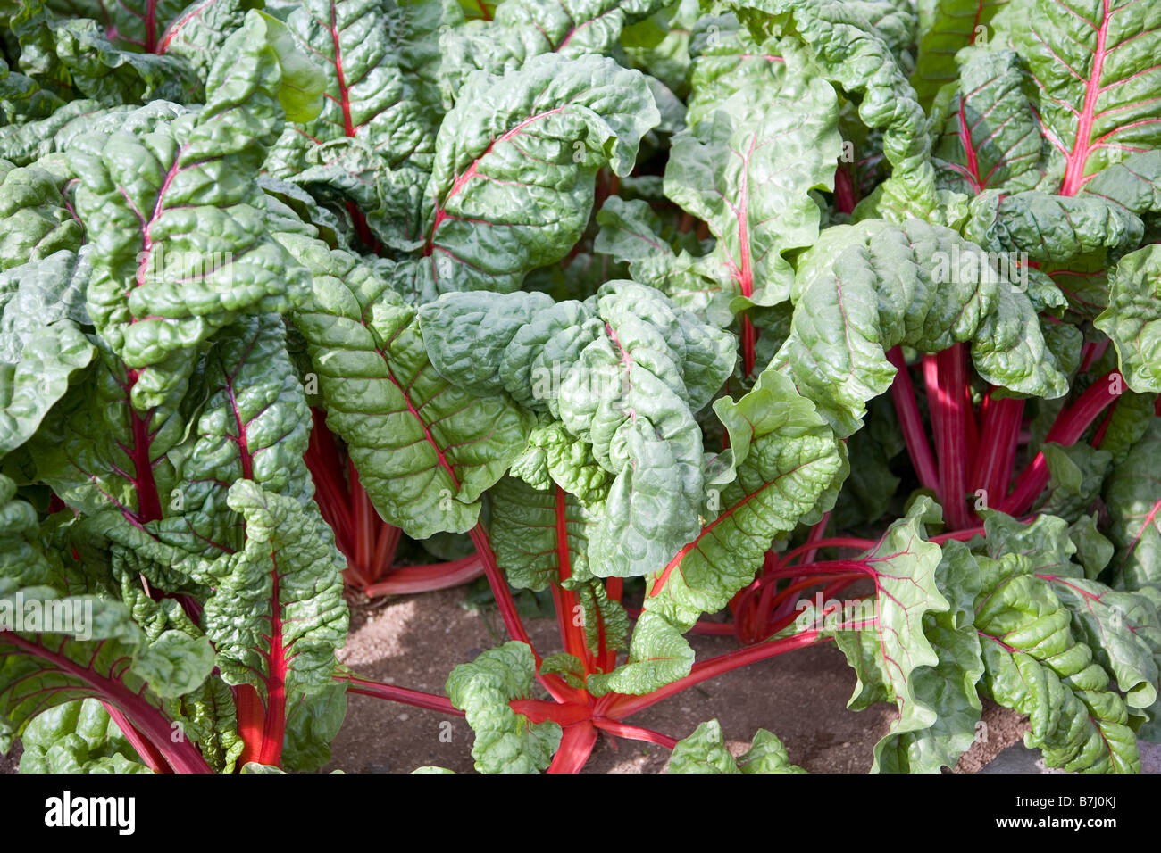 Nutrient rich chard hi-res stock photography and images - Alamy