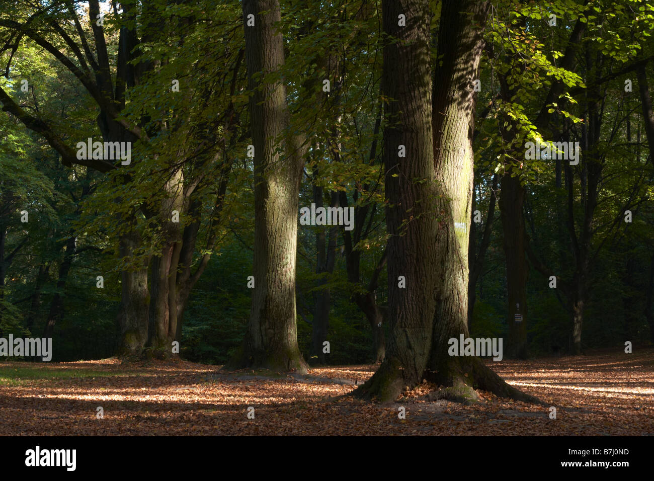 Fall wood forest Stock Photo - Alamy