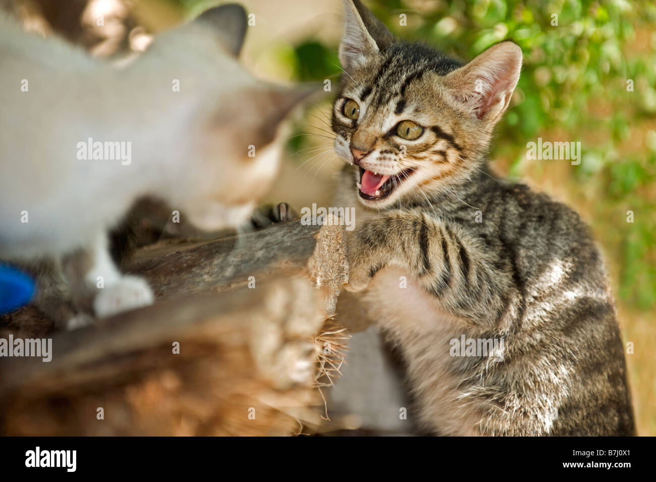 cat encounter : two kittens - hissing Stock Photo - Alamy