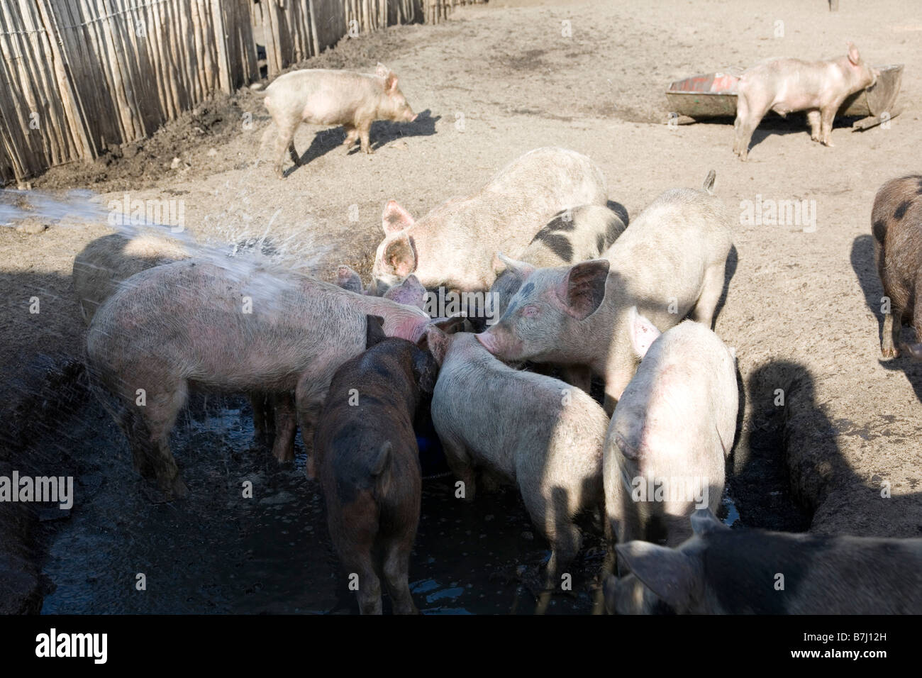 Feed trough pig hi-res stock photography and images - Alamy