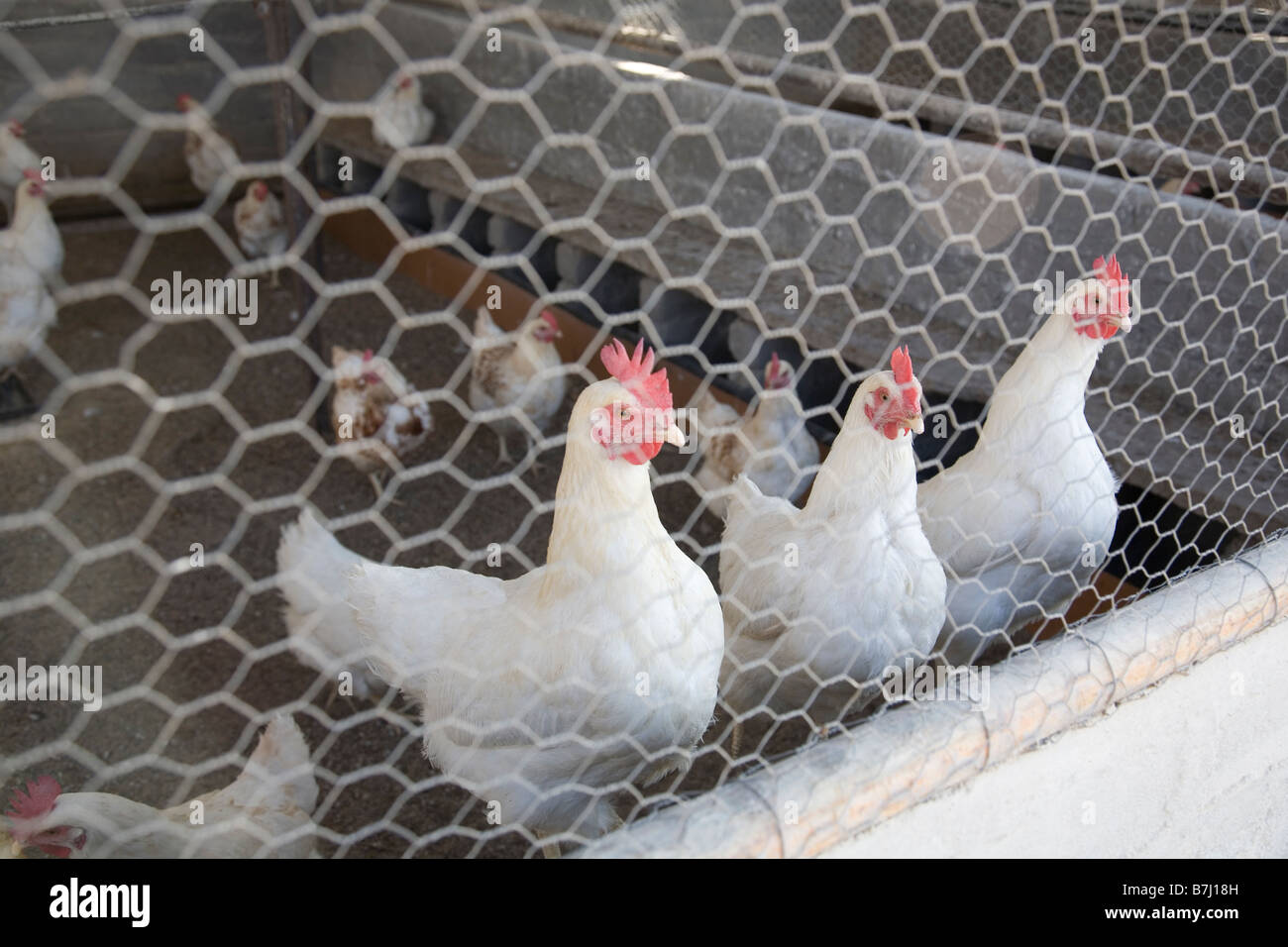 Chicken behind Wire Mesh in Coup on Farm in Namibia Stock Photo - Alamy