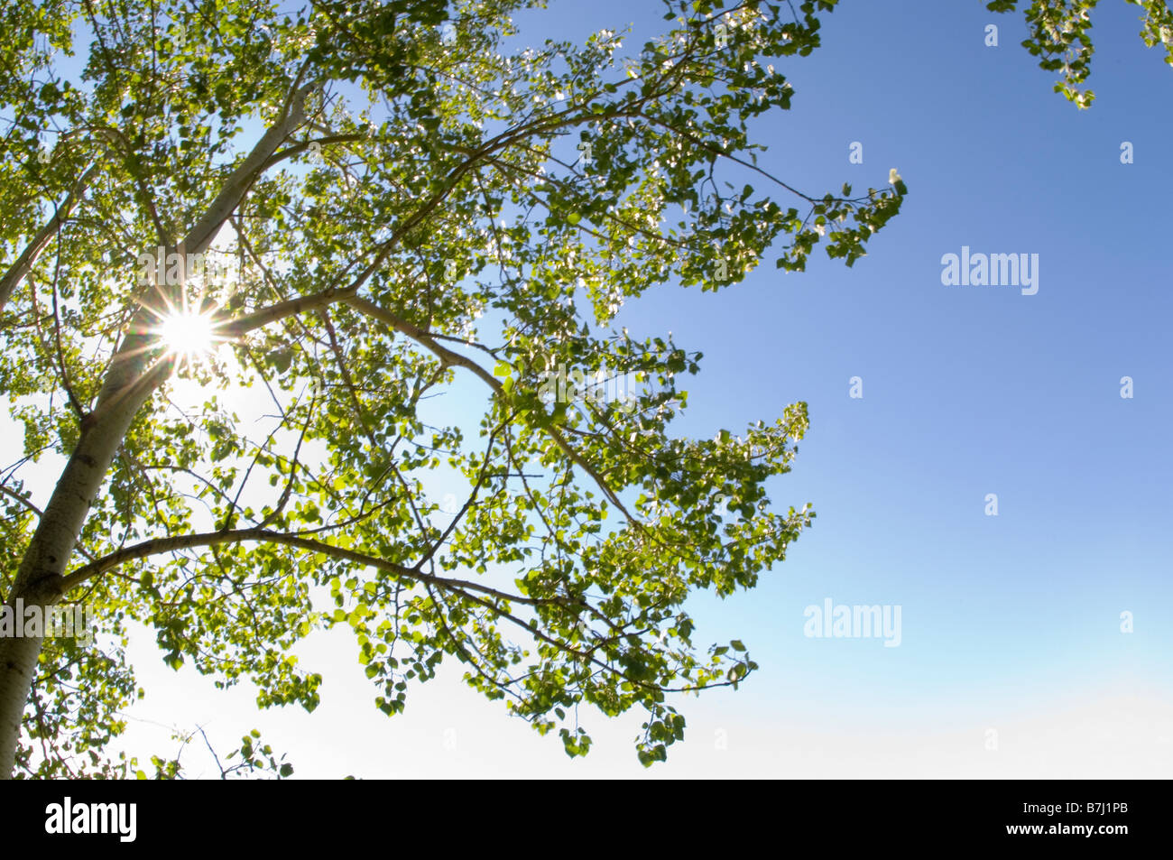 Shining trees hi-res stock photography and images - Alamy