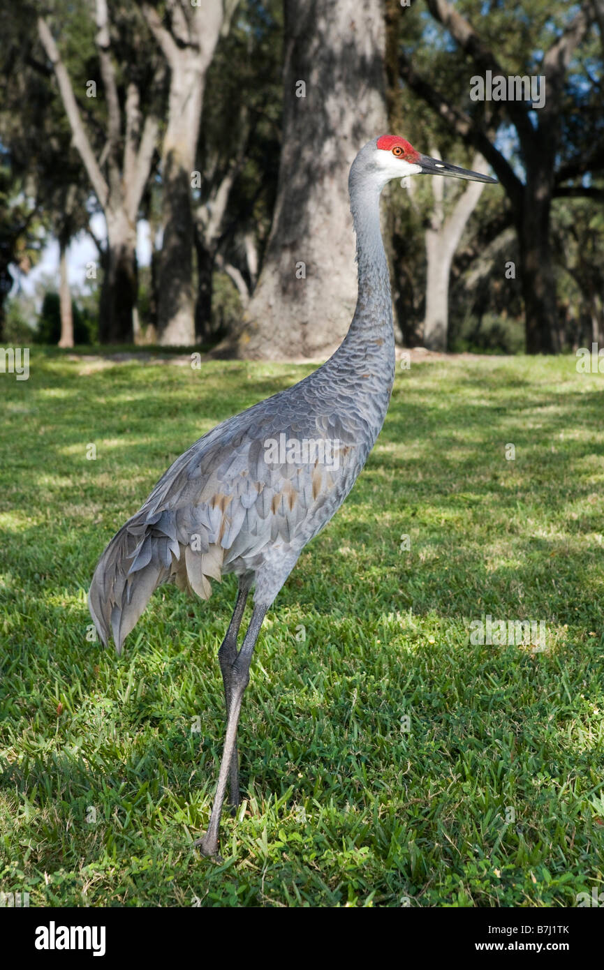 Florida crane hi-res stock photography and images - Alamy