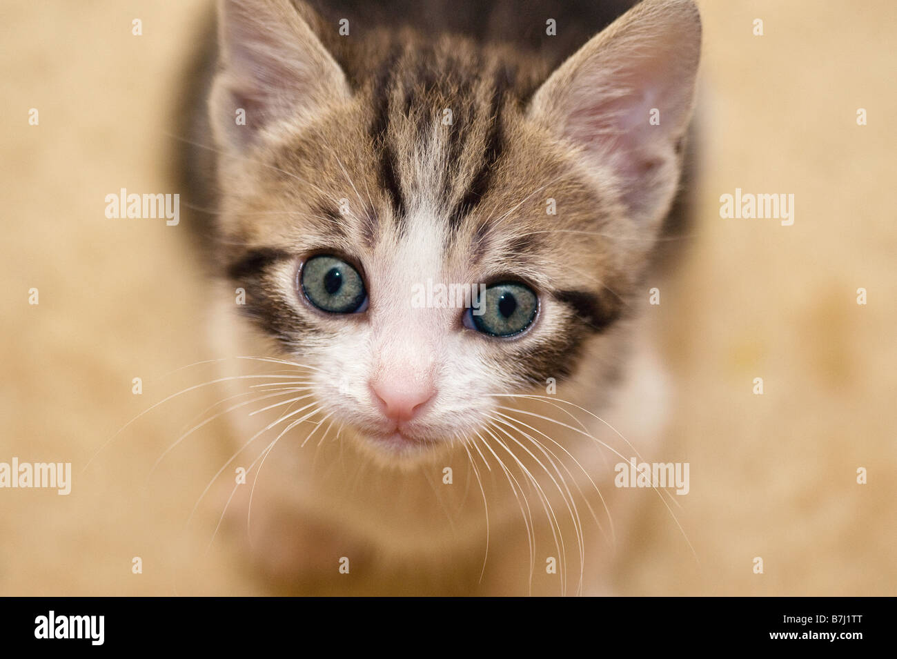 cat - kitten - portrait Stock Photo - Alamy