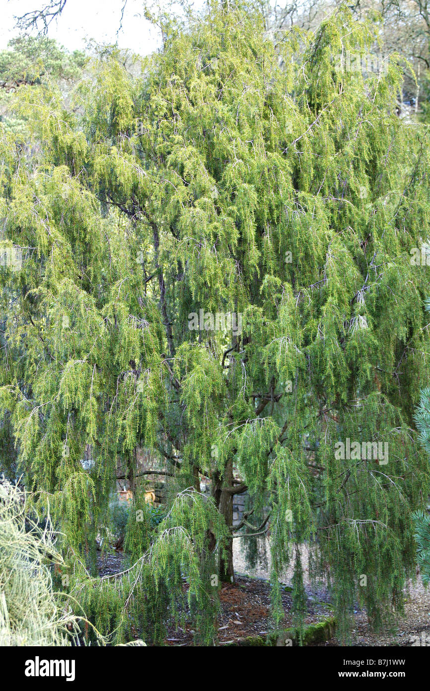 Juniperus communis oblonga pendula rhs hi-res stock photography and ...