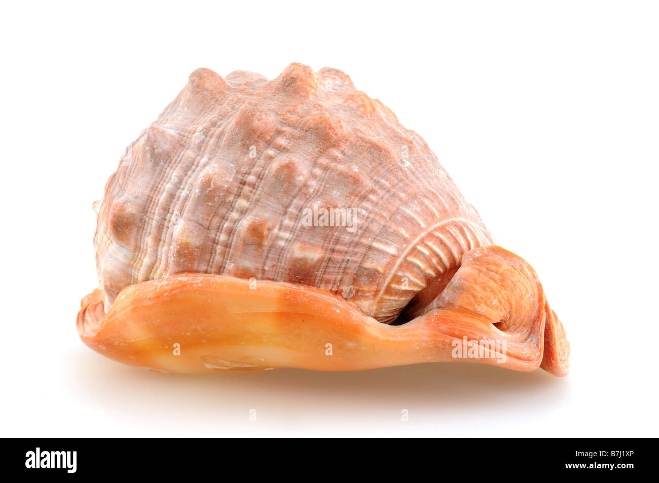 Meereslebewesen High Resolution Stock Photography and Images - Alamy