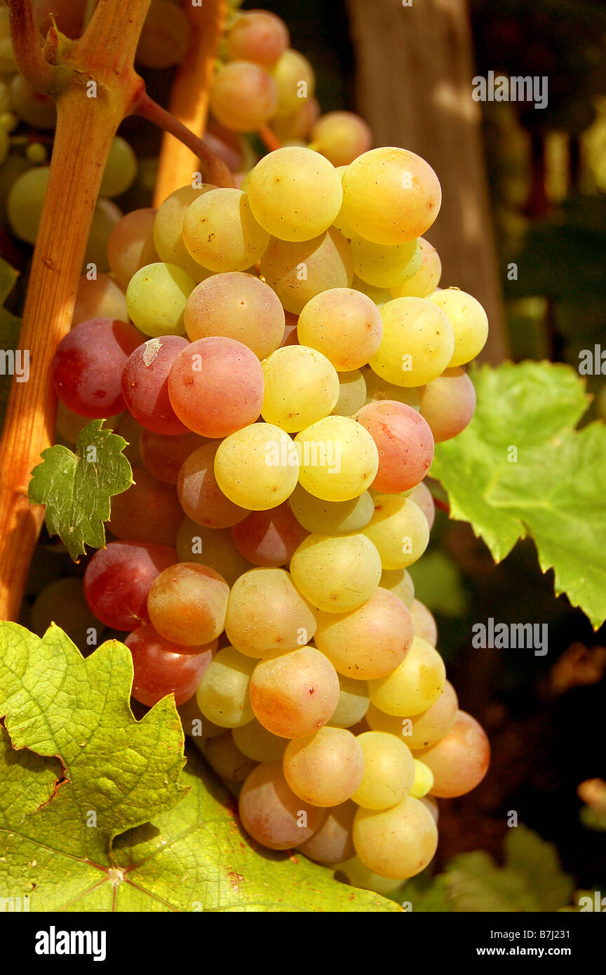 Red fresh grape in garden Stock Photo - Alamy