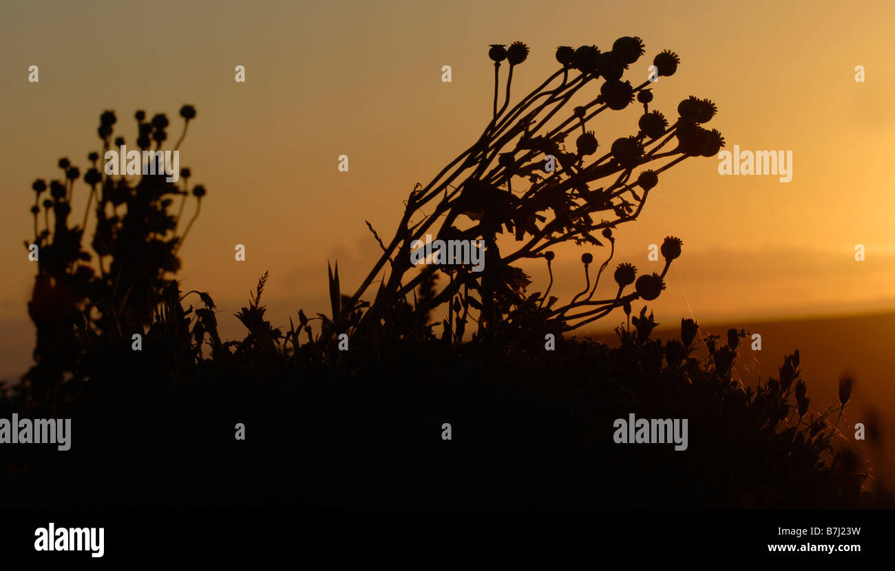 The Lizard Peninsula, Cornwall, England. Poppy heads at sunset Stock ...