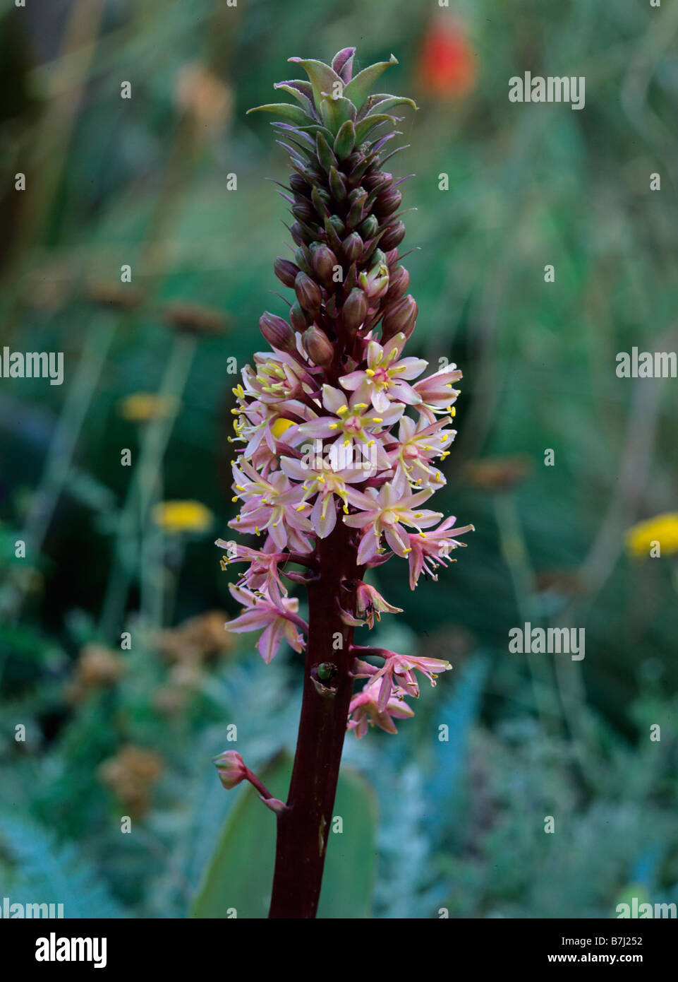 Eucomis punctata hi-res stock photography and images - Alamy