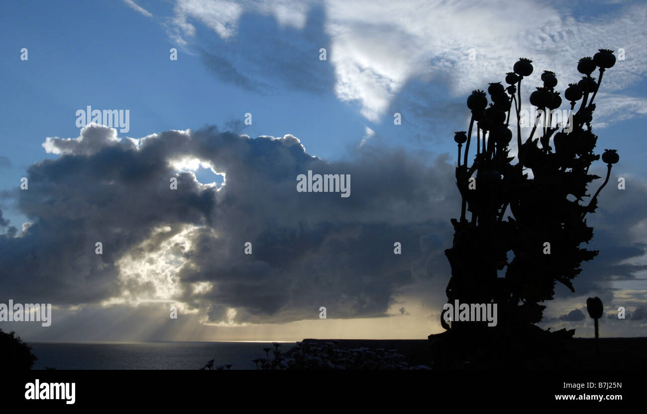 The Lizard Peninsula, Cornwall, England. Poppy heads at dusk against ...