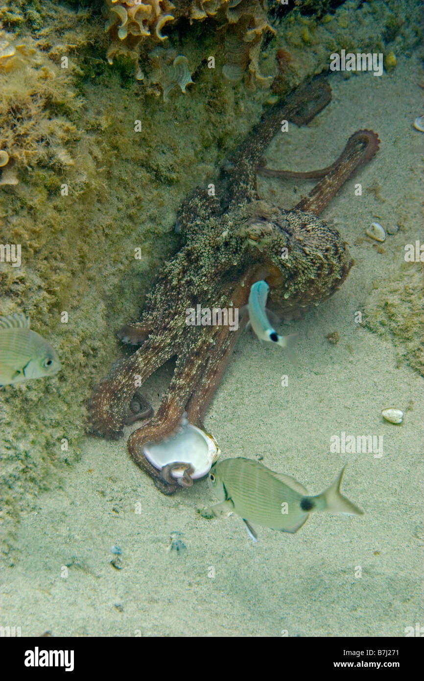 Octopus vulgaris ocean hi-res stock photography and images - Alamy