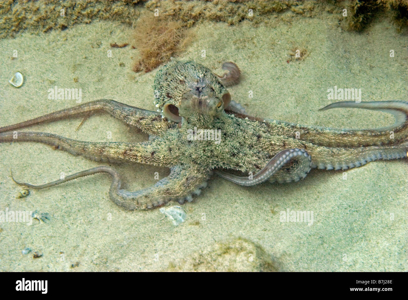 Octopus vulgaris hi-res stock photography and images - Alamy