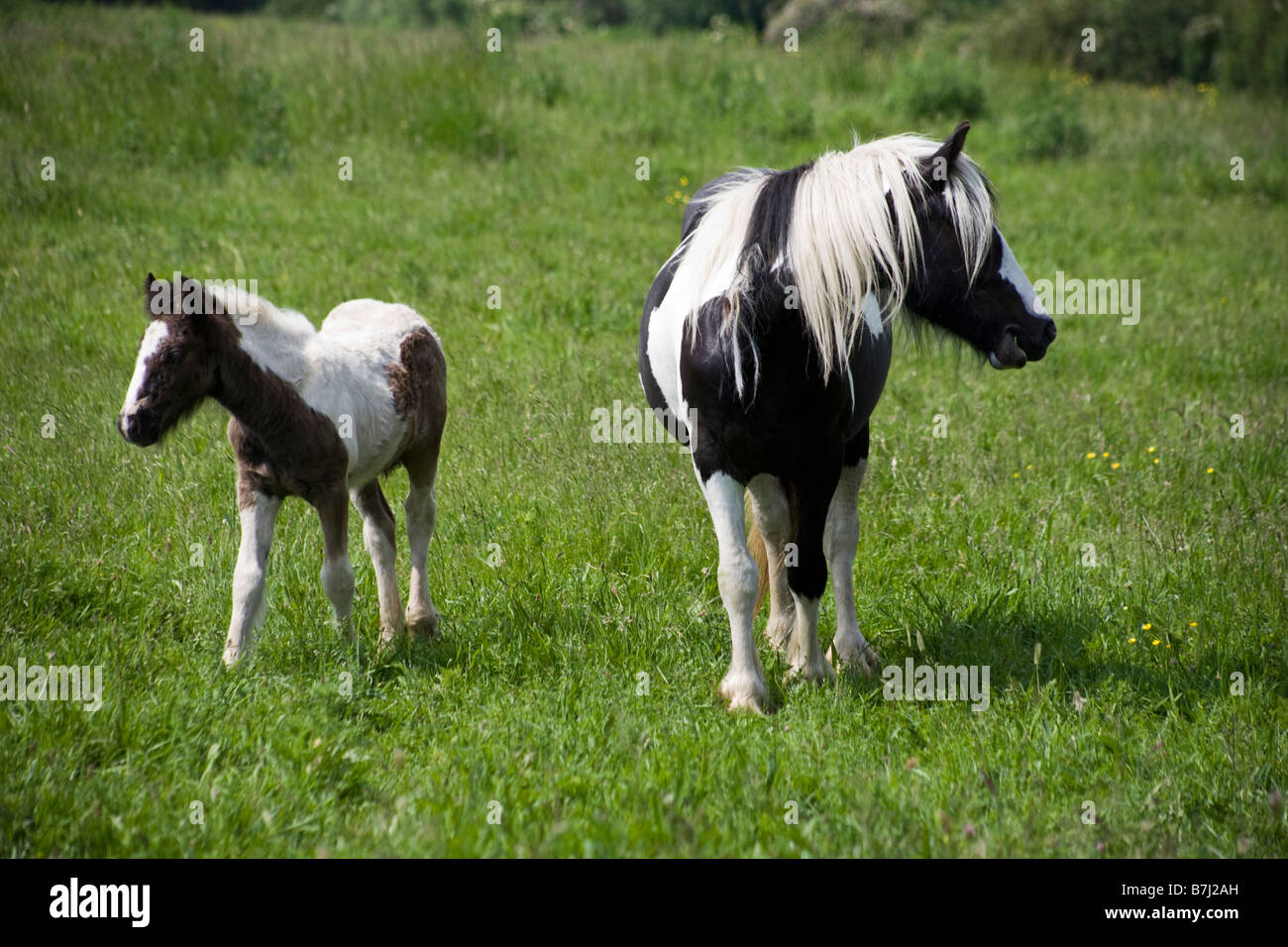 Two rearing horses hi-res stock photography and images - Alamy