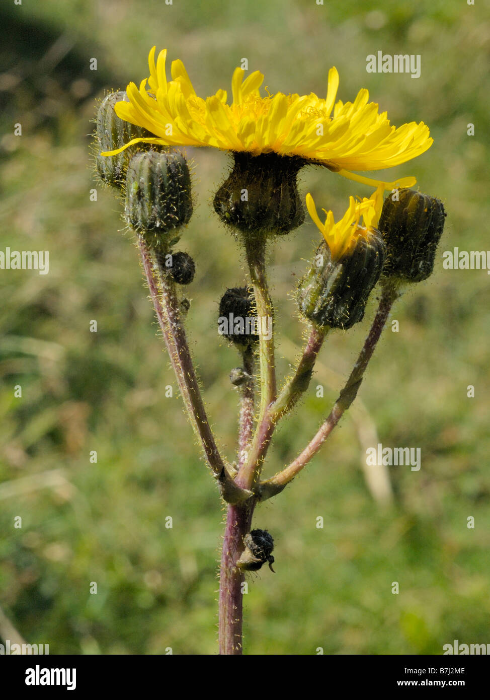 Field sow thistle hi-res stock photography and images - Alamy