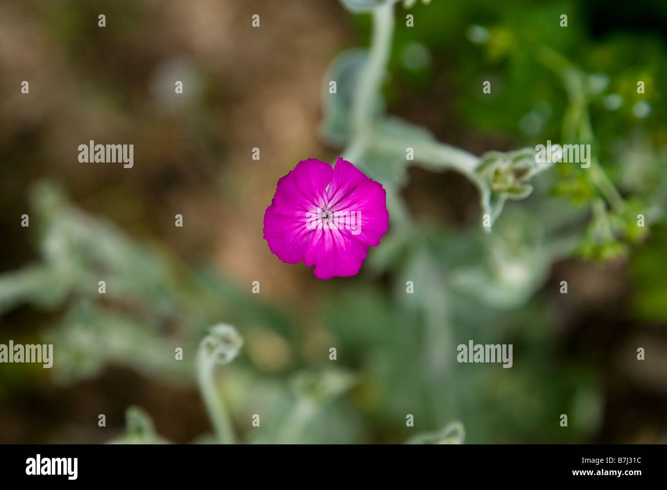 Lychnis plant hi-res stock photography and images - Alamy