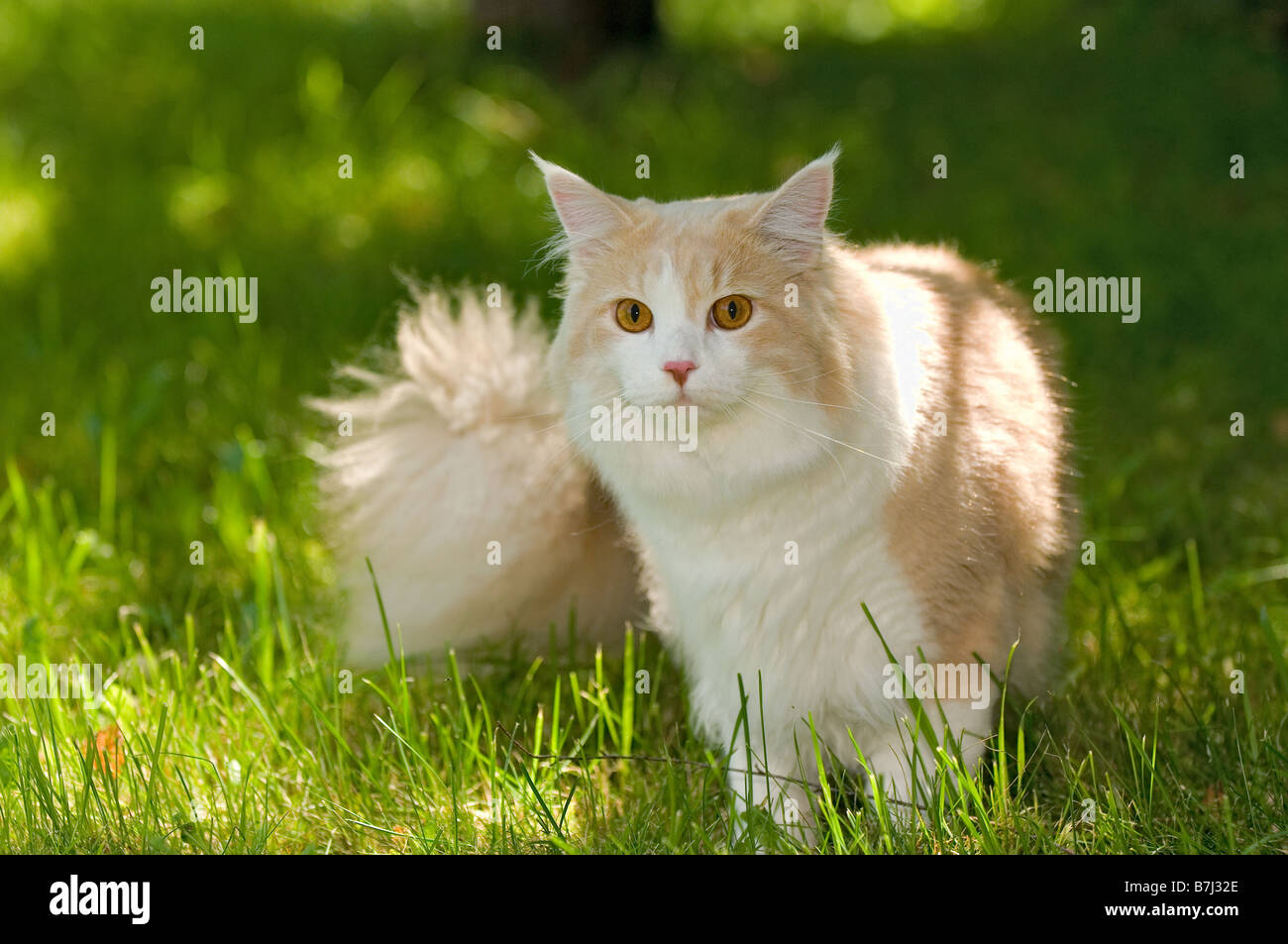 Maine Coon - standing on meadow Stock Photo - Alamy