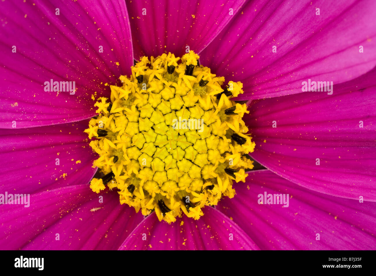 Detailed flower hi-res stock photography and images - Alamy