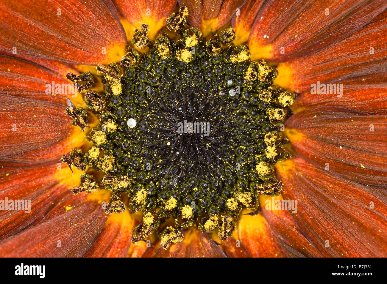 Sunflower helianthus sp hi-res stock photography and images - Alamy