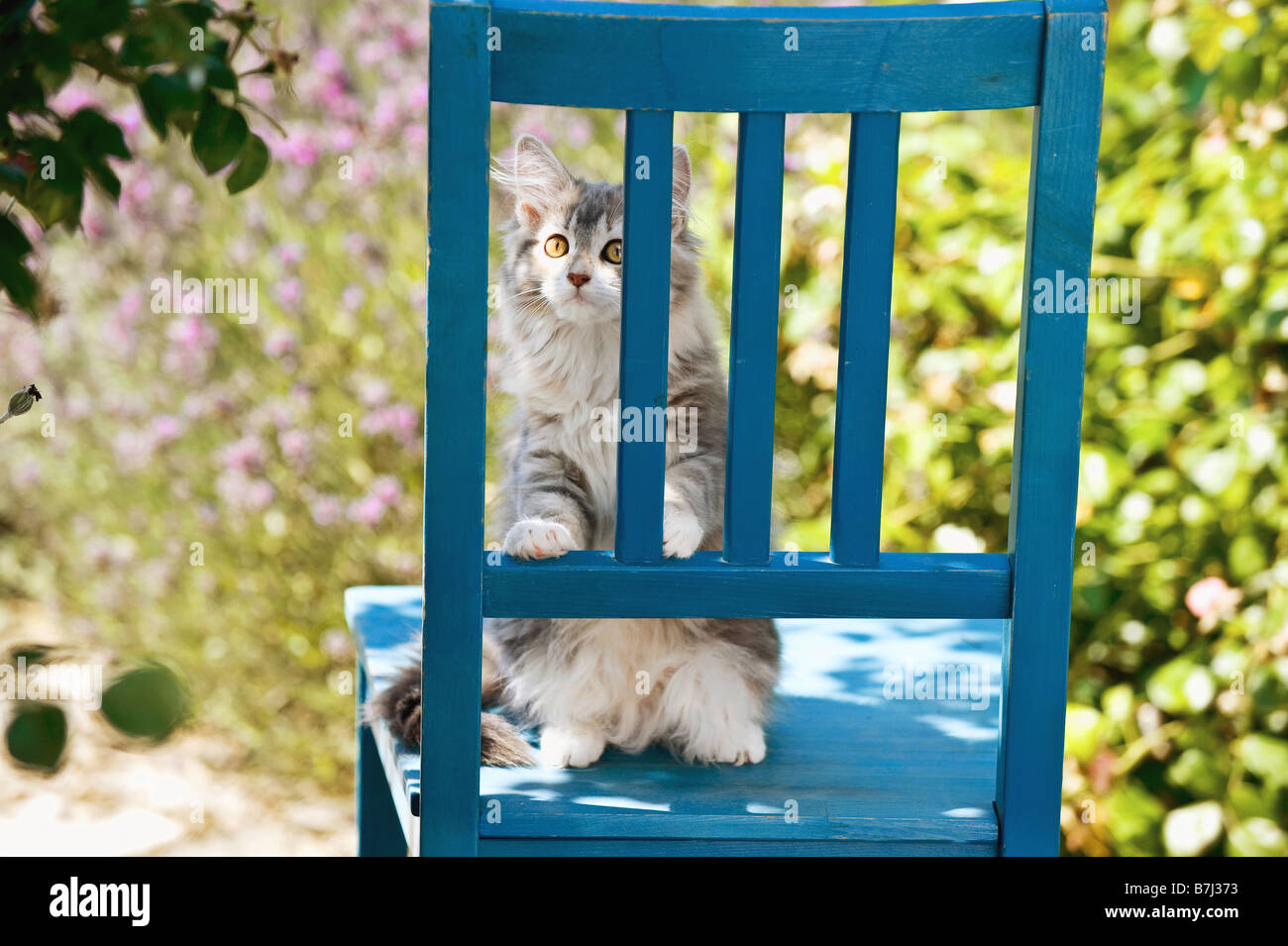 Maine Coon cat - kitten on chair Stock Photo - Alamy