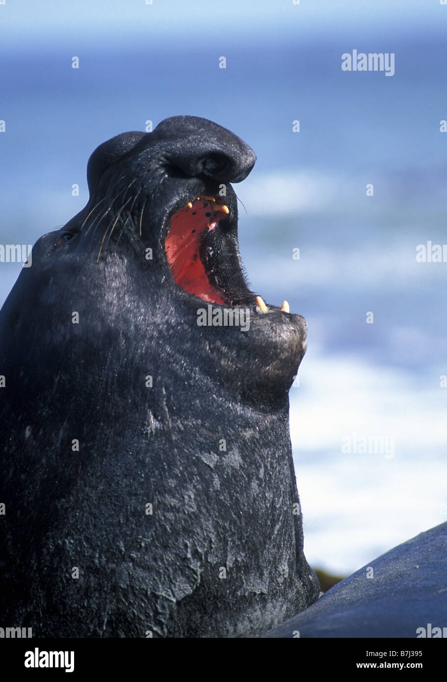 Song of sea elephant in Antarctica Stock Photo - Alamy