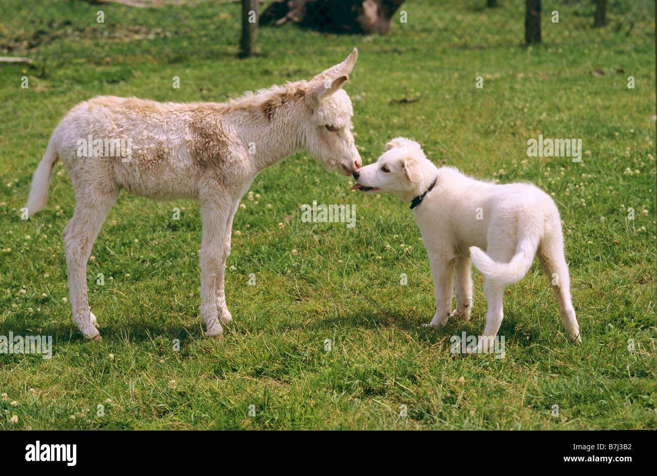 animal friendship : young dwarf donkey and young half breed dog Stock ...