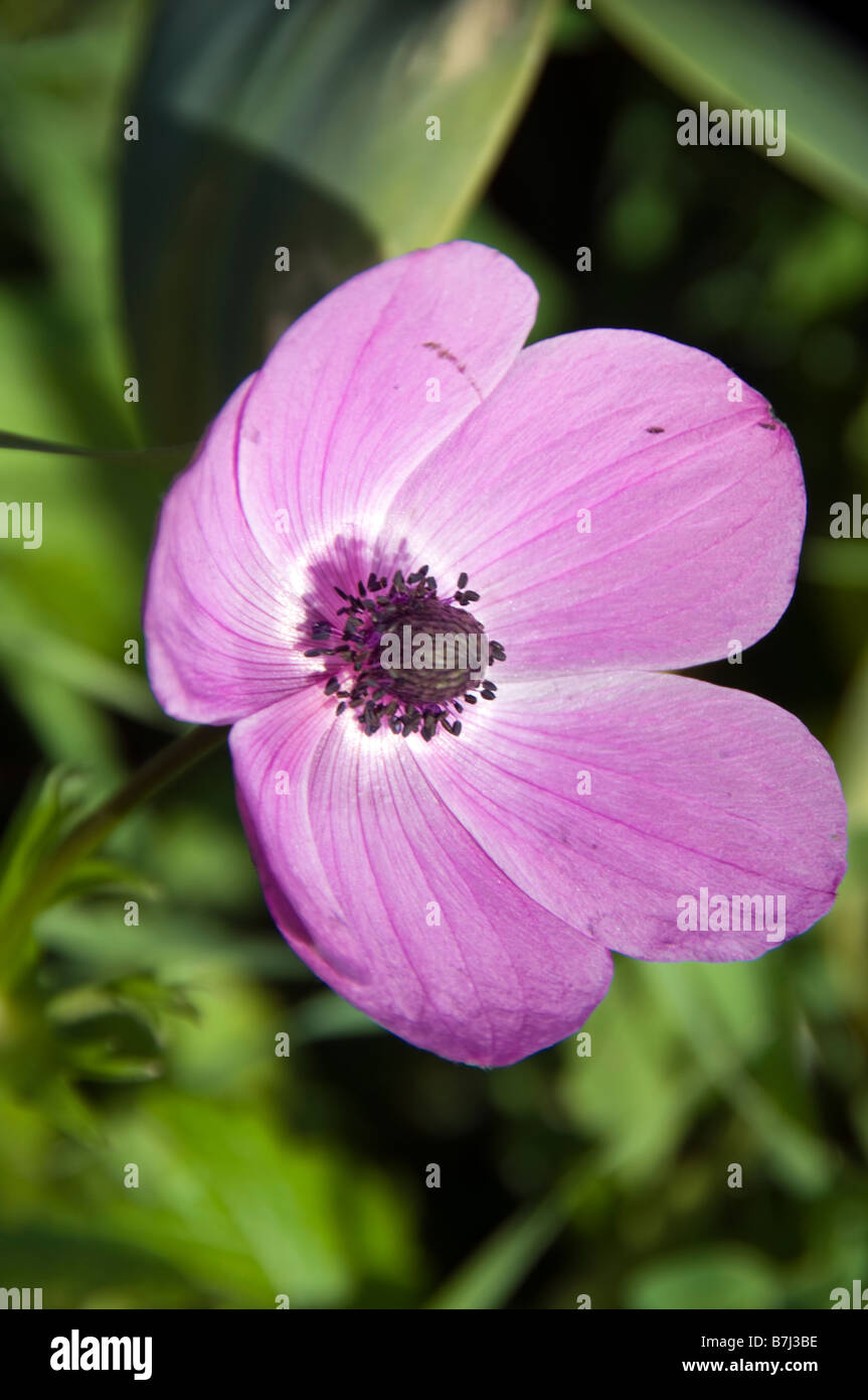 Kalanit hi-res stock photography and images - Alamy