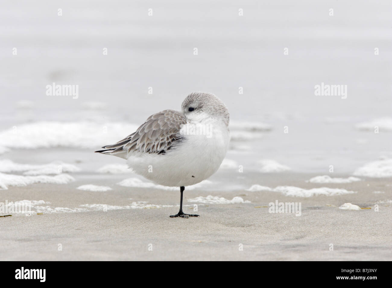 Sanderling resting on a beach in North Carolina Stock Photo - Alamy