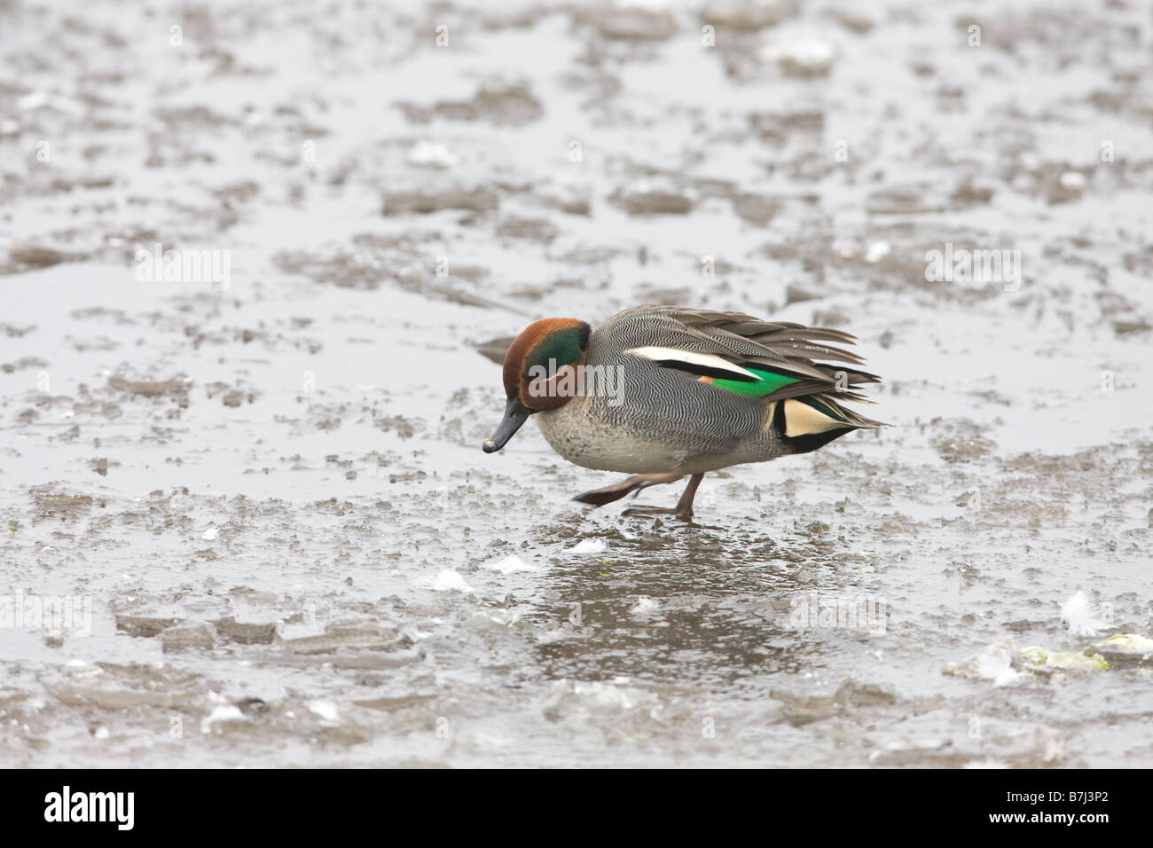 fauna aviafauna bird waterfowl wildfowl waterbird duck grazer dabbling ...